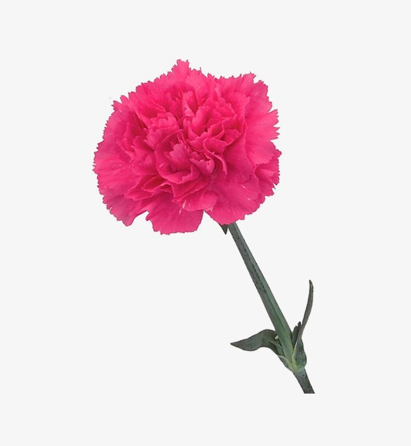 Fresh Cut Red Carnations wholesale and retal - Best PRICE and QUALITY