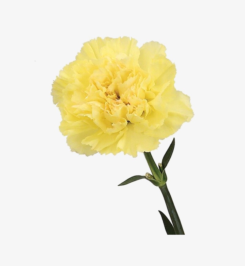 Fresh Cut Red Carnations wholesale and retal - Best PRICE and QUALITY