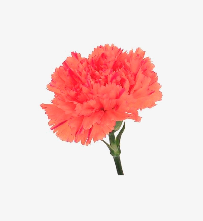 Fresh Cut Red Carnations wholesale and retal - Best PRICE and QUALITY