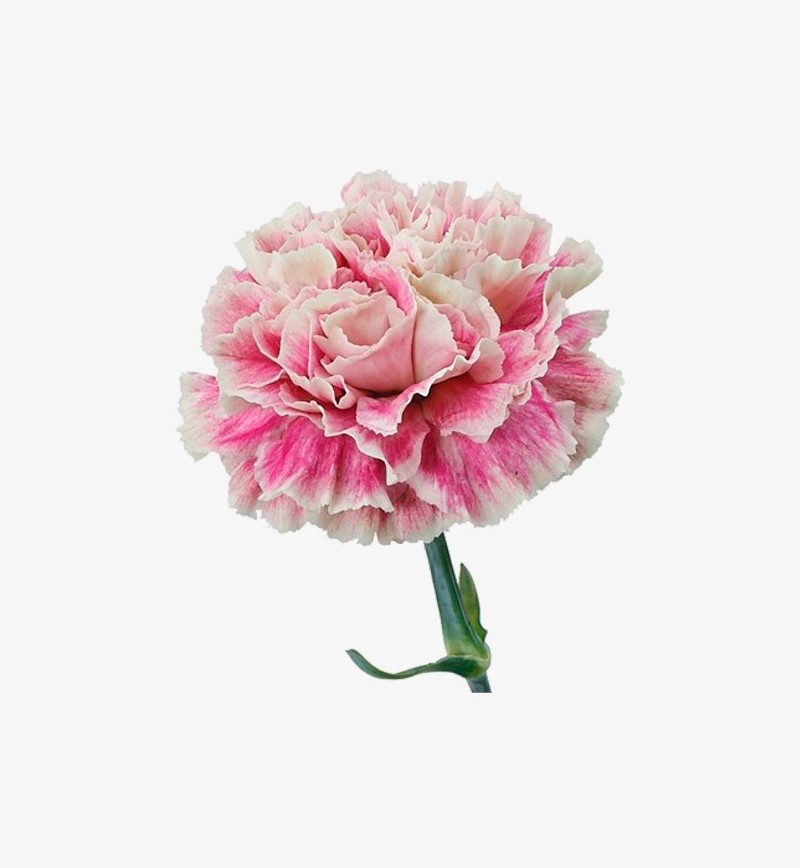 Fresh Cut Red Carnations wholesale and retal - Best PRICE and QUALITY