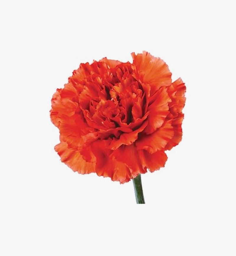 Fresh Cut Red Carnations wholesale and retal - Best PRICE and QUALITY