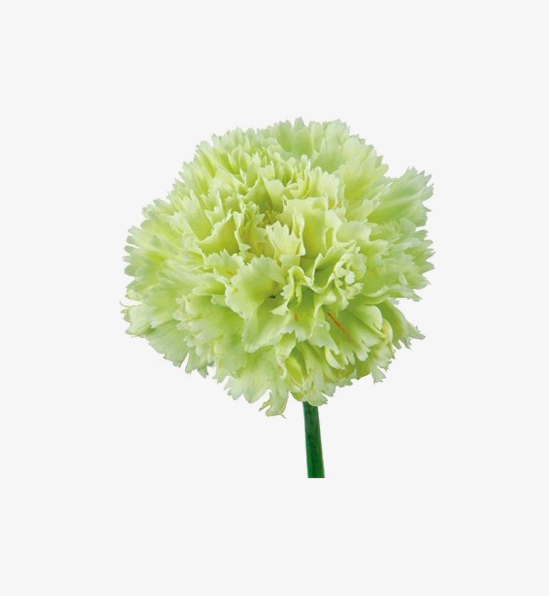 Fresh Cut Red Carnations wholesale and retal - Best PRICE and QUALITY