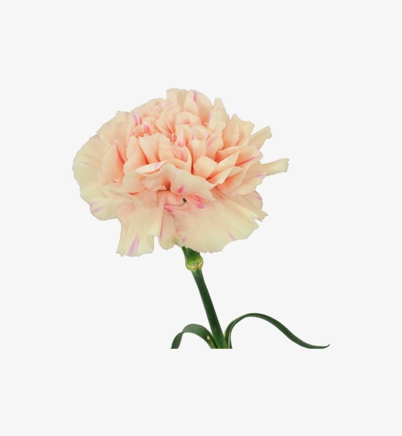 Fresh Cut Red Carnations wholesale and retal - Best PRICE and QUALITY