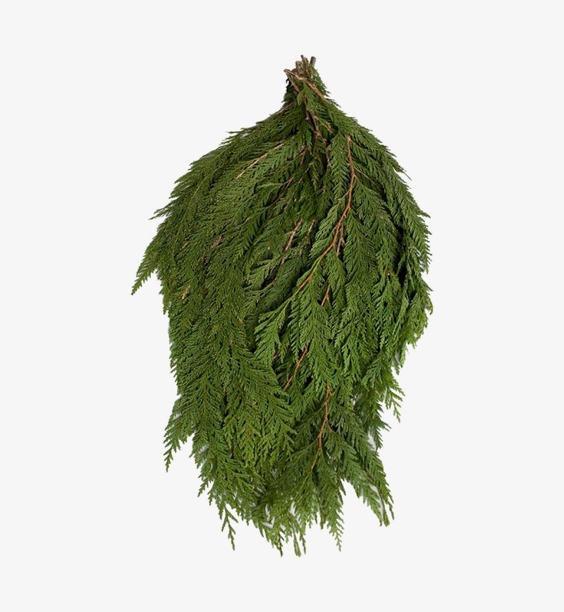 Buy Bulk Western Red Cedar Boughs for Christmas Décor and Display