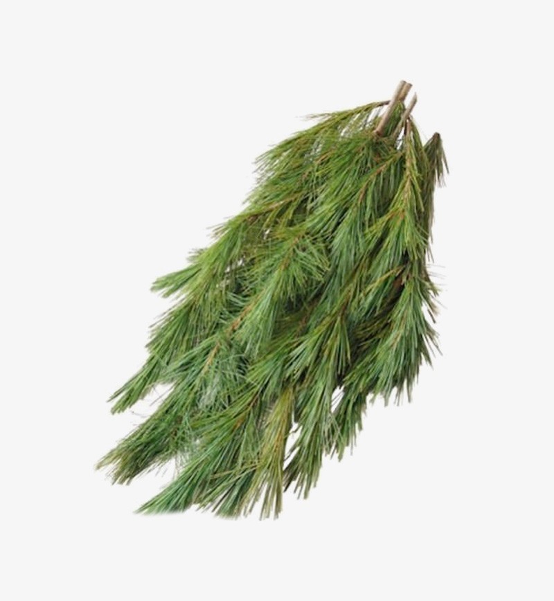 Buy Bulk Princess Pine Boughs for Christmas Décor and Display