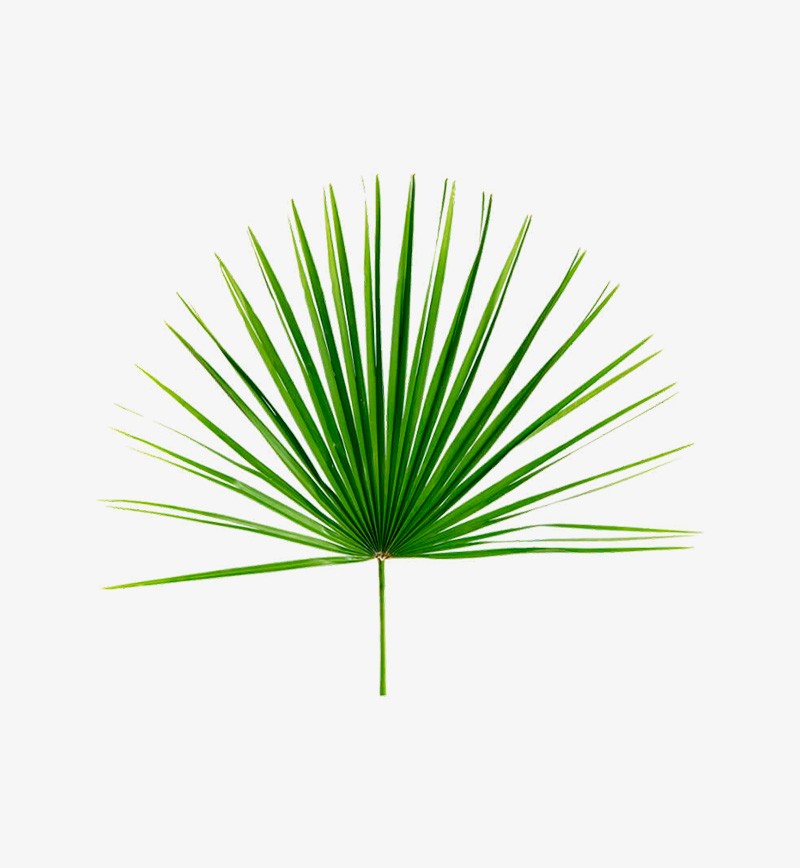 Buy Palmetto Fan Palm for Palm Sunday - Palm distributors