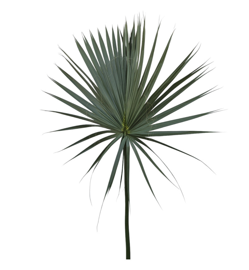 Buy Fresh Mexican Fan Palm for Palm Sunday